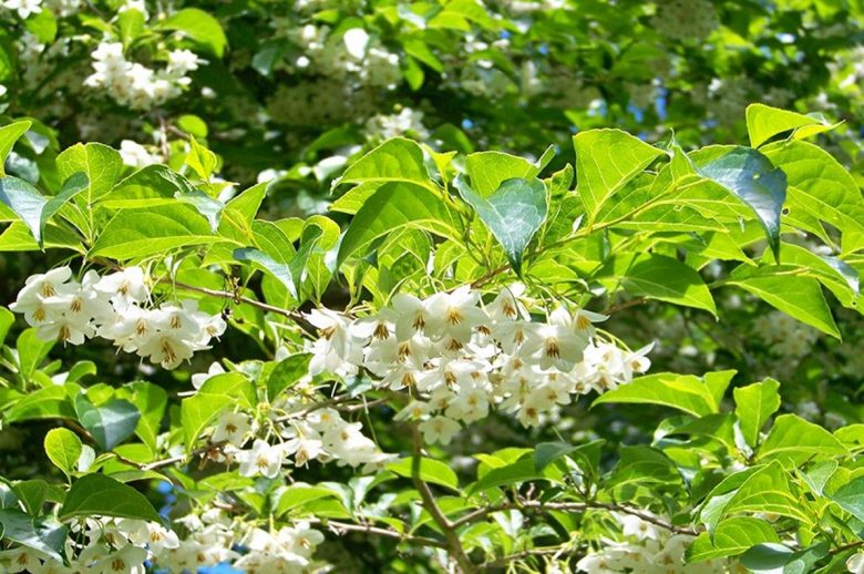 Benzoin (Styrax benzoin). Properties and uses of the resin - Sbenny’s Blog