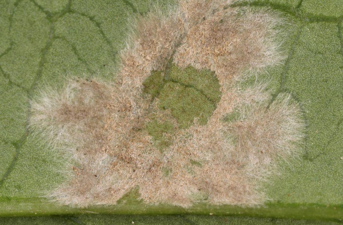 Ampelomyces quisqualis, a microorganism useful against powdery mildew ...