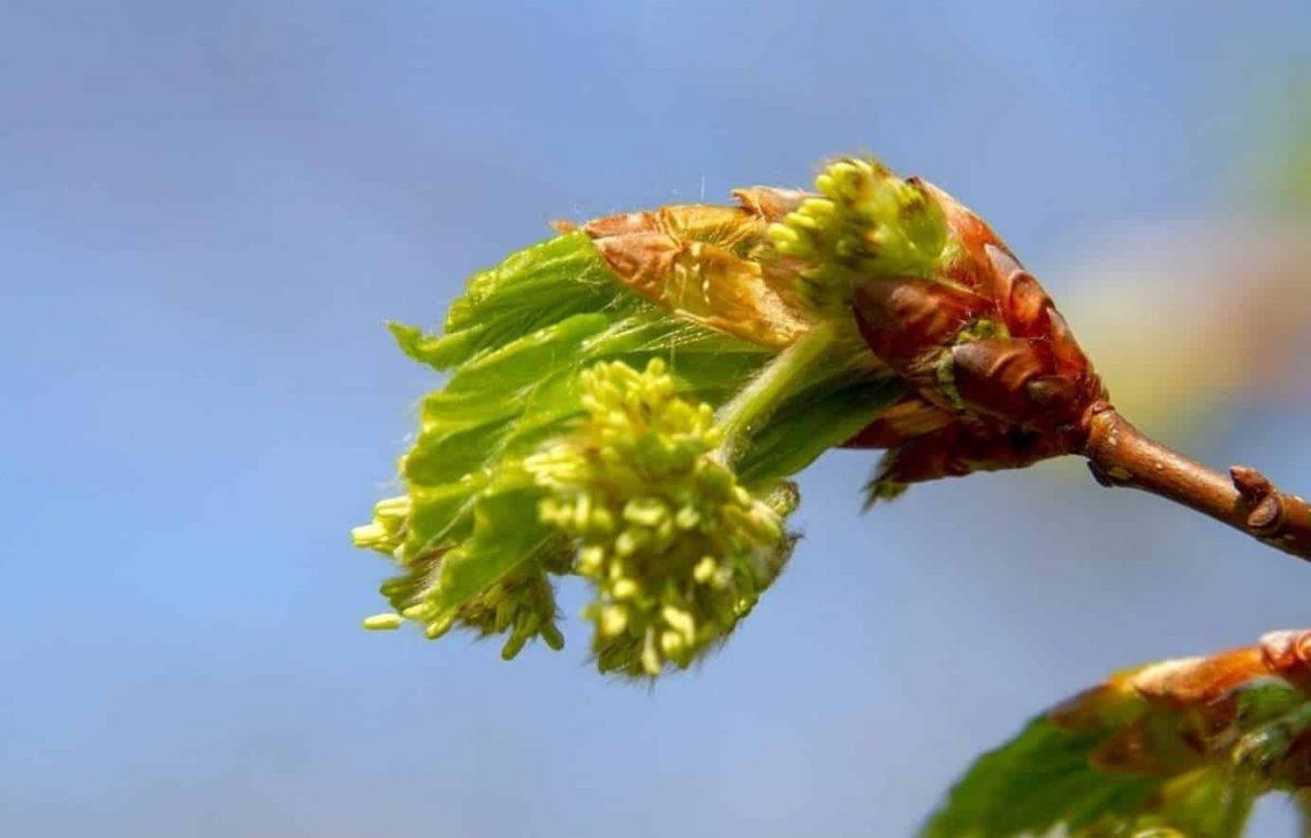 The buds and branches of fruit trees - Sbenny’s Blog