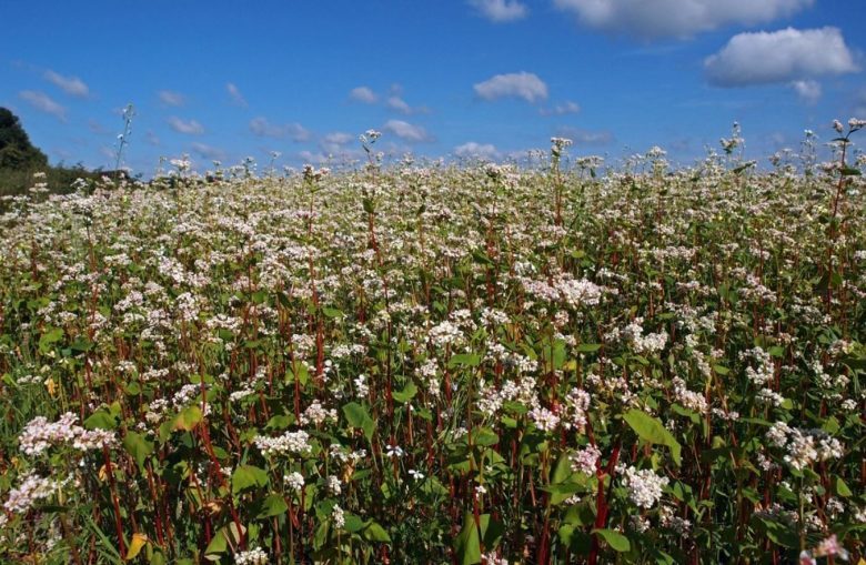How to grow buckwheat - Sbenny’s Blog