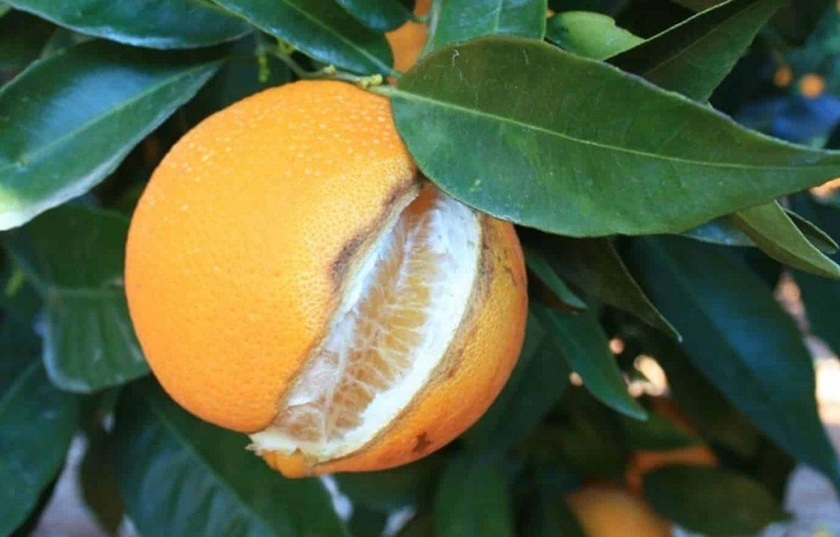 Why do citrus fruits crack? Causes and solutions - Sbenny’s Blog