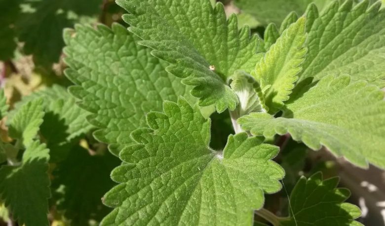 Catnip (Nepeta cataria). Cultivation, properties and effects on cats ...