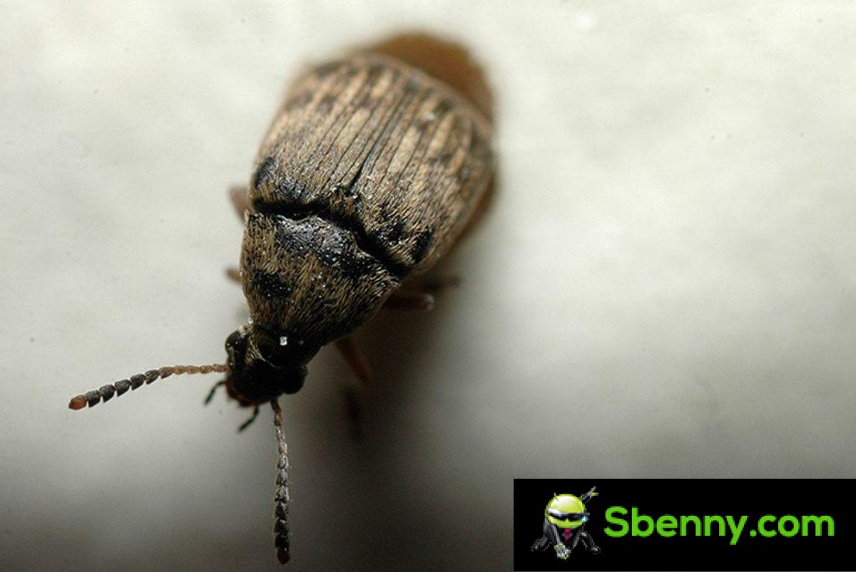Bean weevil (Acanthoscelides obtectus). Prevention and defense - Sbenny ...