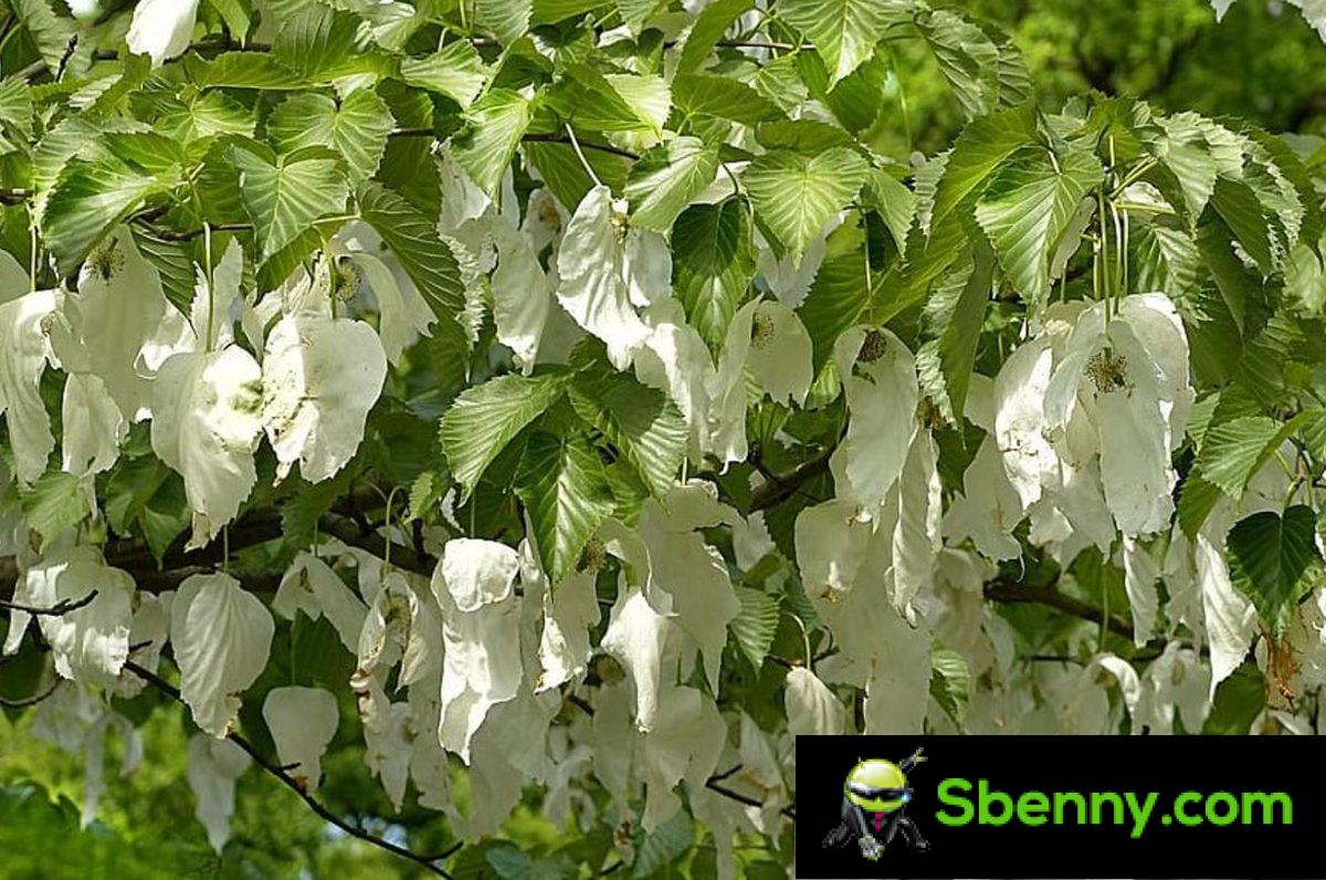 Handkerchief tree (Davidia involucrata). Characteristics and ...
