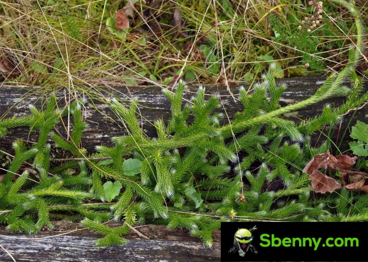 Lycopodium (Lycopodium clavatum). Characteristics, properties and uses ...