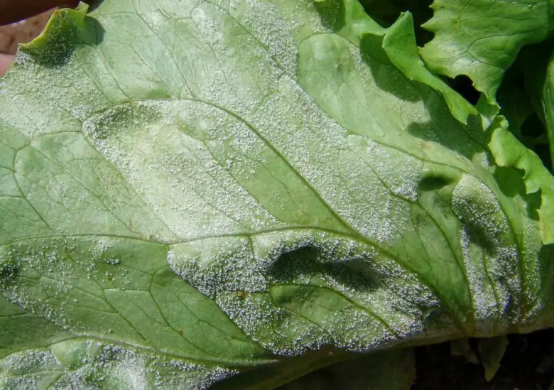 Downy mildew of lettuce (Bremia lactucae). Damage and prevention ...