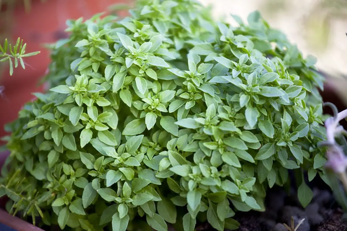 Greek basil (Ocimum minimum), here's how to grow it - Sbenny’s Blog