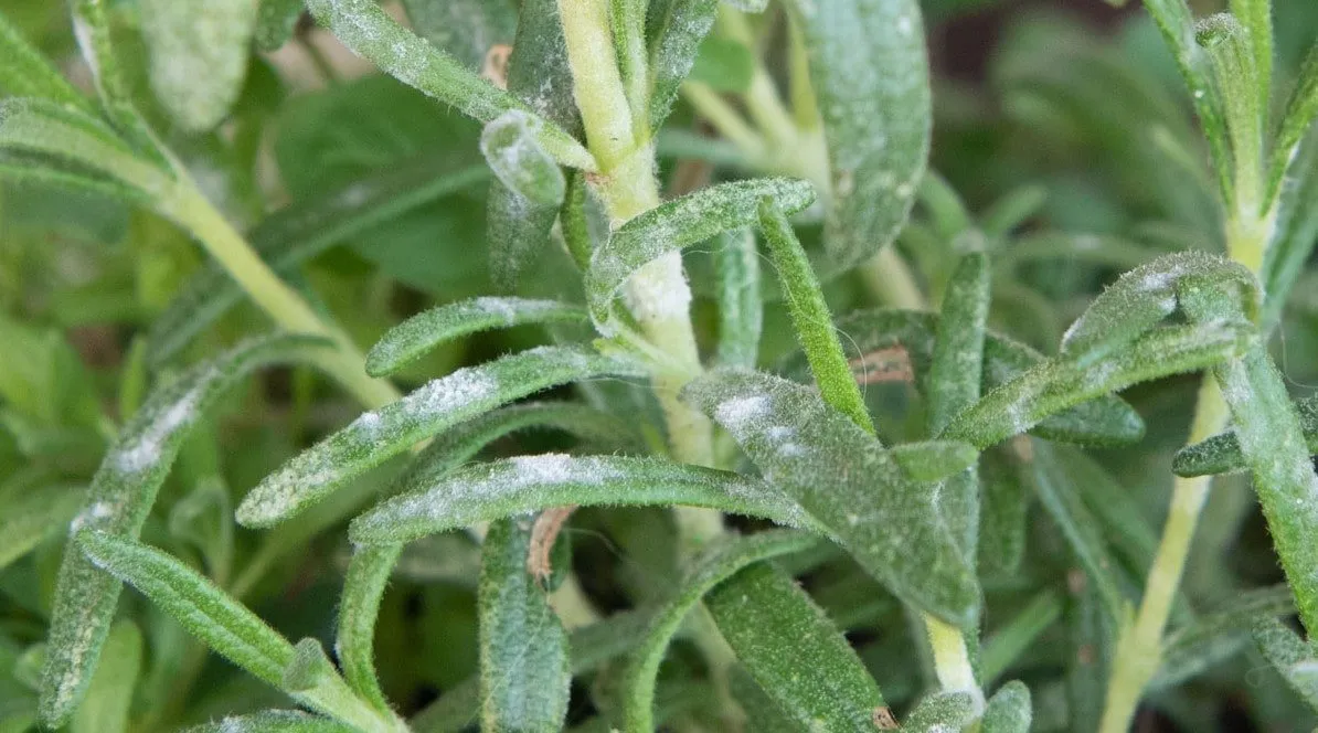 Powdery Mildew On Rosemary Plant