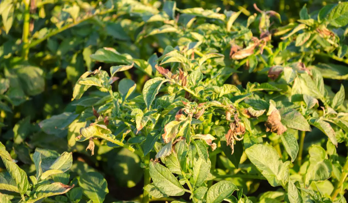 Potato blight. Symptoms, damage and biological defense - Sbenny’s Blog